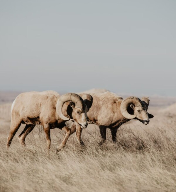 40 Amazing Wild Animal Photos - FeedPuzzle