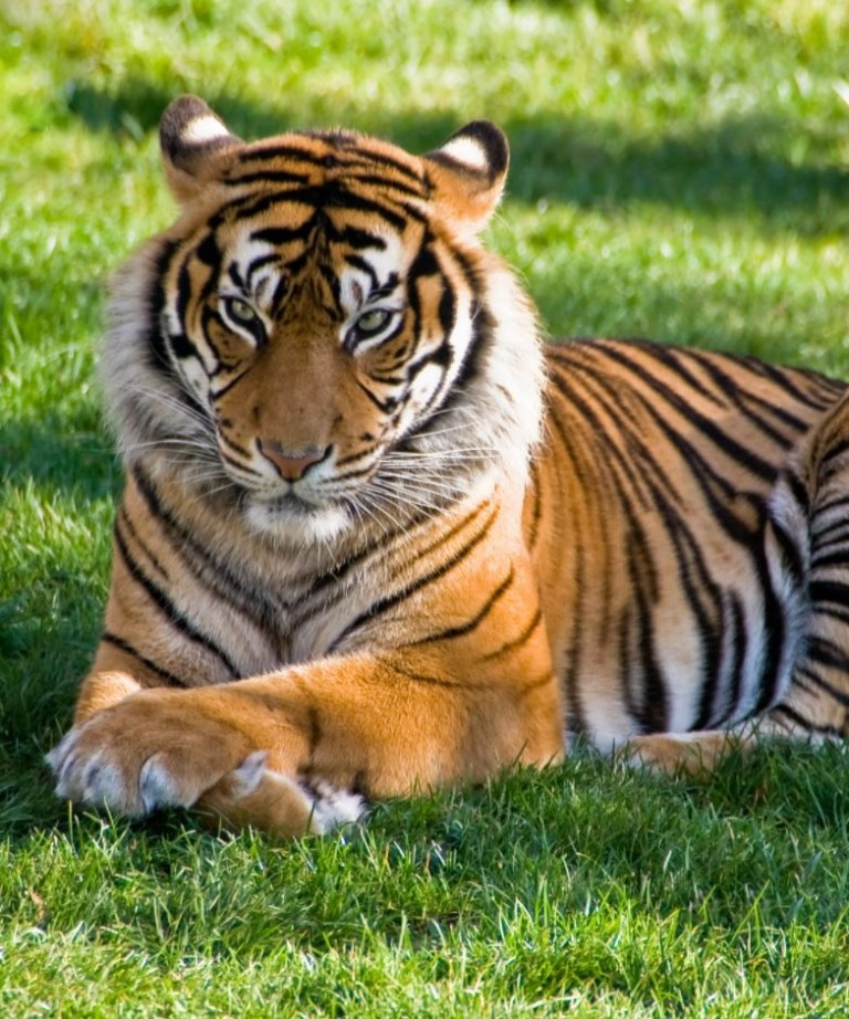 40 Amazing Wild Animal Photos - FeedPuzzle