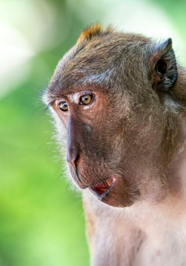 40 Amazing Wild Animal Photos - FeedPuzzle