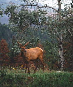40 Amazing Wild Animal Photos - FeedPuzzle