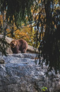 40 Amazing Wild Animal Photos - FeedPuzzle