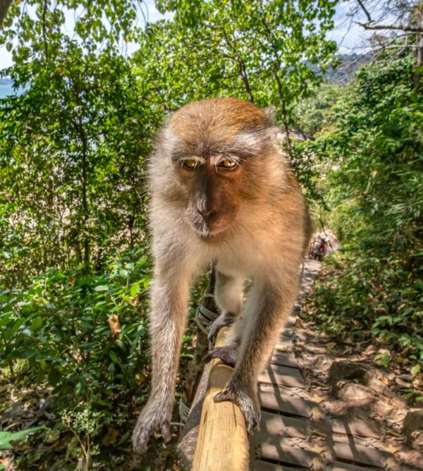 40 Amazing Wild Animal Photos - FeedPuzzle