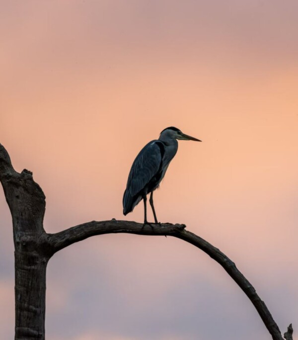 40 Amazing Wild Animal Photos - FeedPuzzle