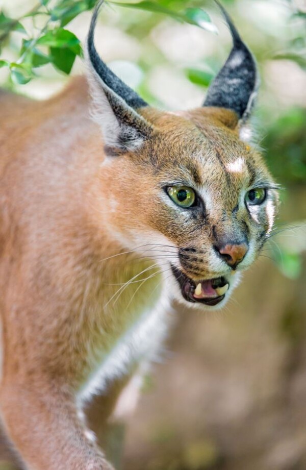 50 The Most Impressive Wild Animal Pictures Of The Year - FeedPuzzle