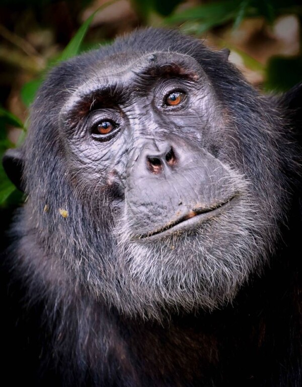 50 The Most Impressive Wild Animal Pictures Of The Year - FeedPuzzle