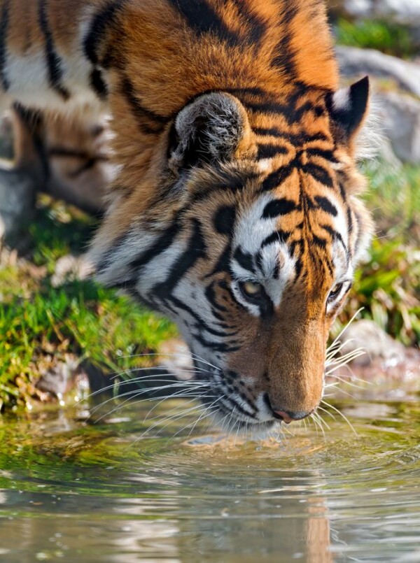 50 The Most Impressive Wild Animal Pictures Of The Year - FeedPuzzle