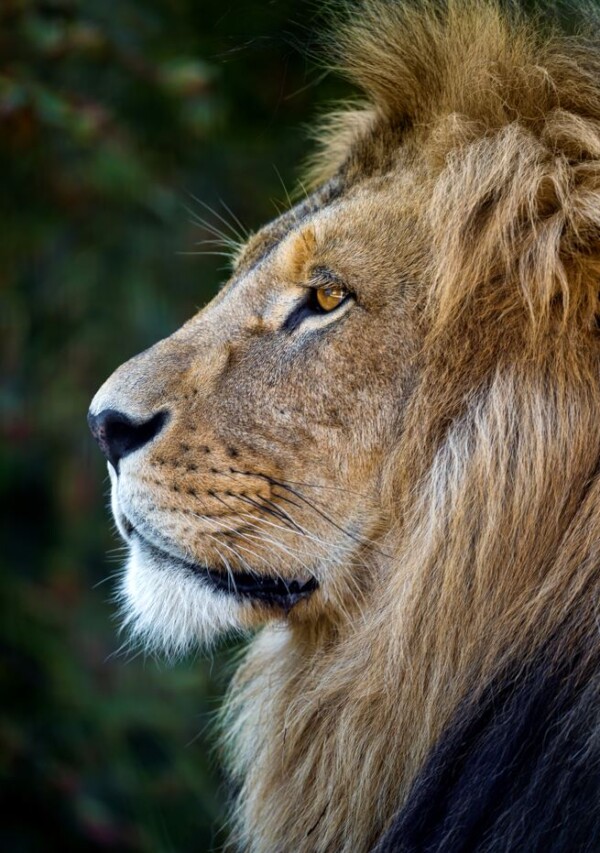 50 The Most Impressive Wild Animal Pictures Of The Year - FeedPuzzle