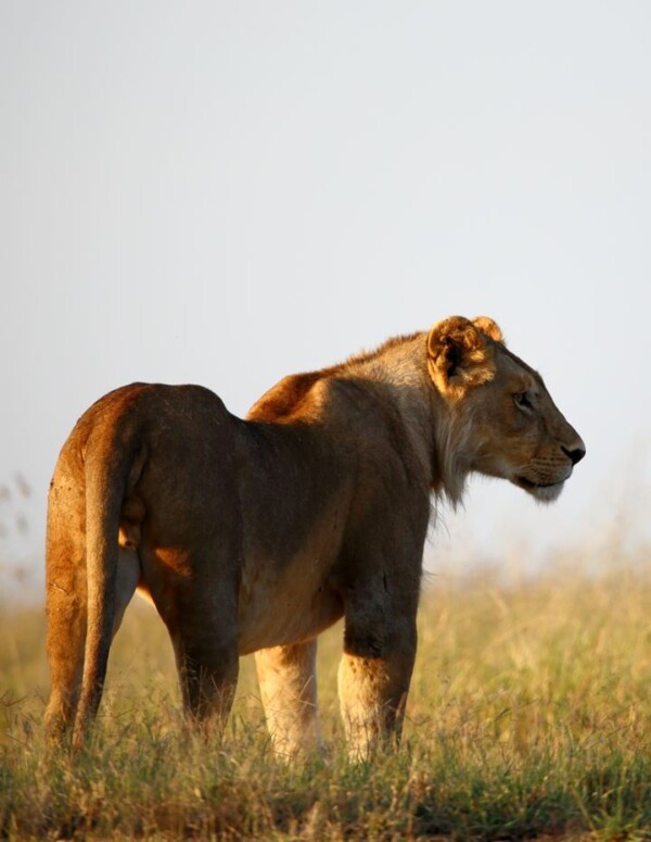 50 The Most Impressive Wild Animal Pictures Of The Year - FeedPuzzle